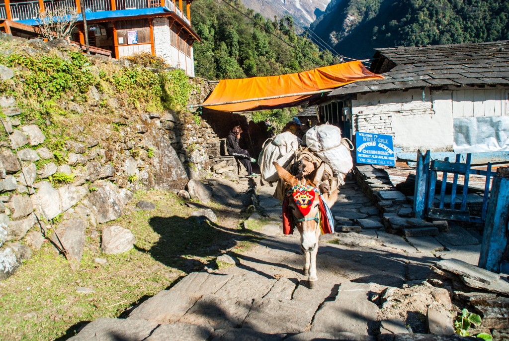 Trek du sanctuaire des Annapurnas : Jour 6, de Sinuwa à New Bridge ...