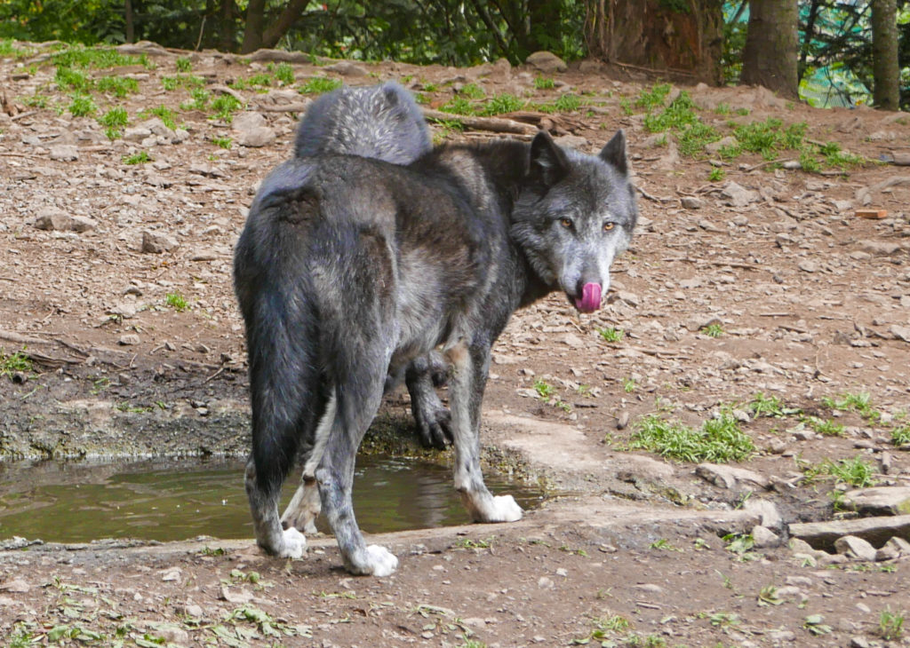 Provence Alpes Cote d’Azur : une terre d’animaux sauvage | Tour-monde ...