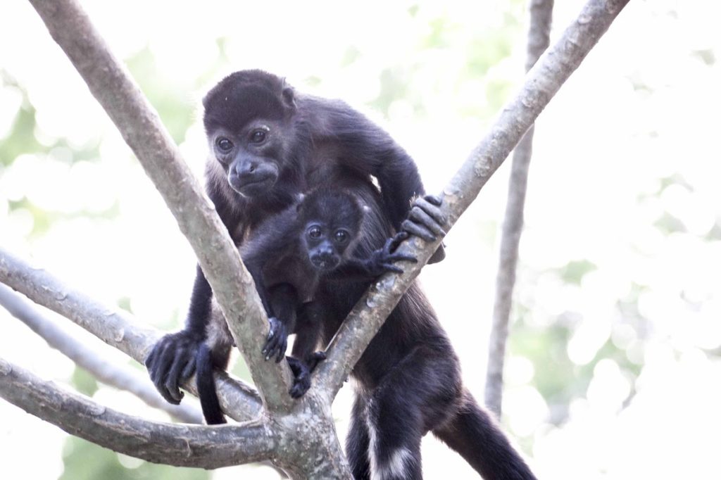 Monkey farm Costa-Rica | Tour-monde.fr - Blog voyage