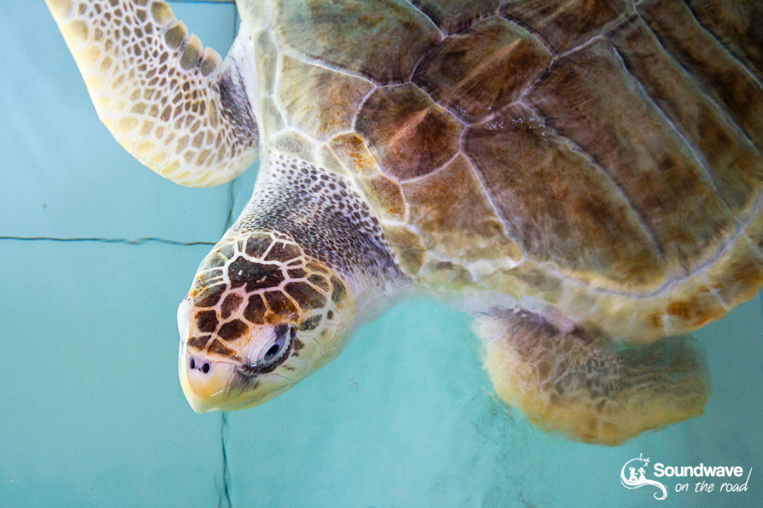 Turtle Island Bali | Tour-monde.fr - Blog voyage
